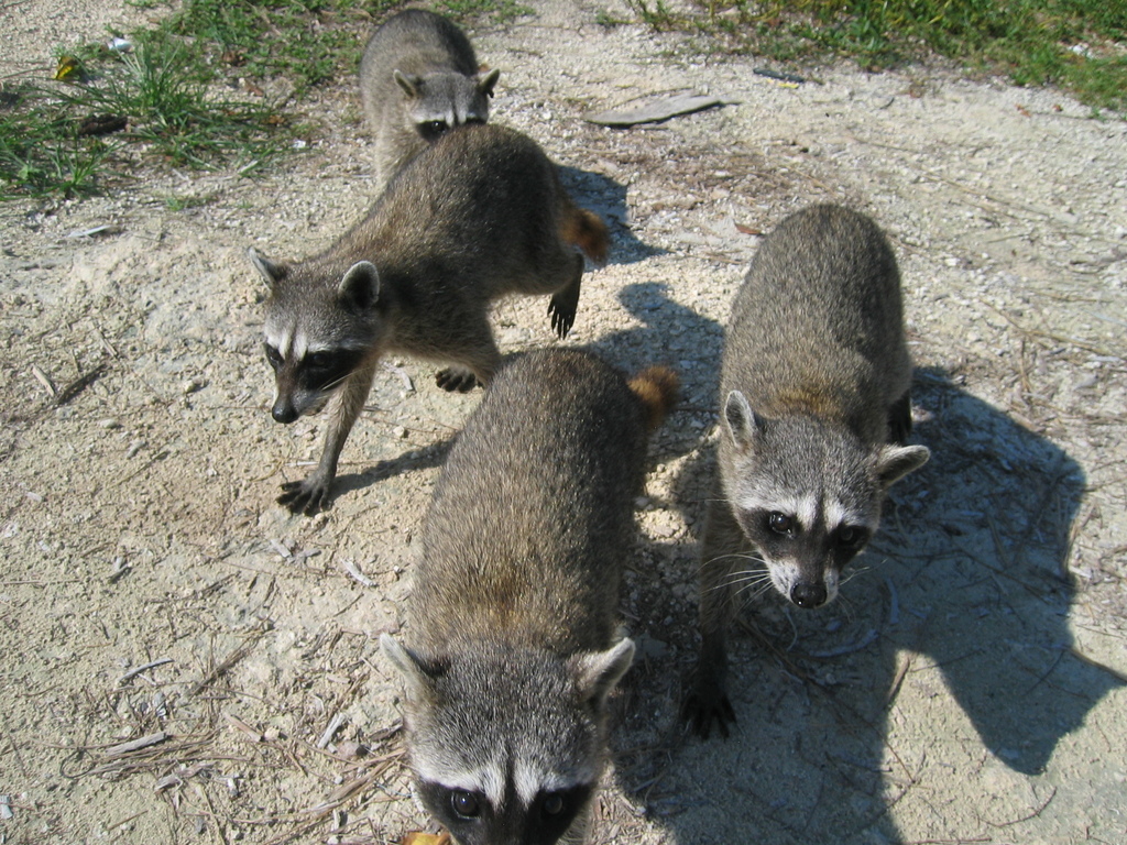 Pygmy Raccoon (Procyon pygmaeus) - Know Your Mammals