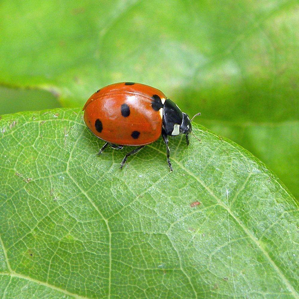 Seven-spotted Lady Beetle in July 2012 by M. Whitson. I usually see ...