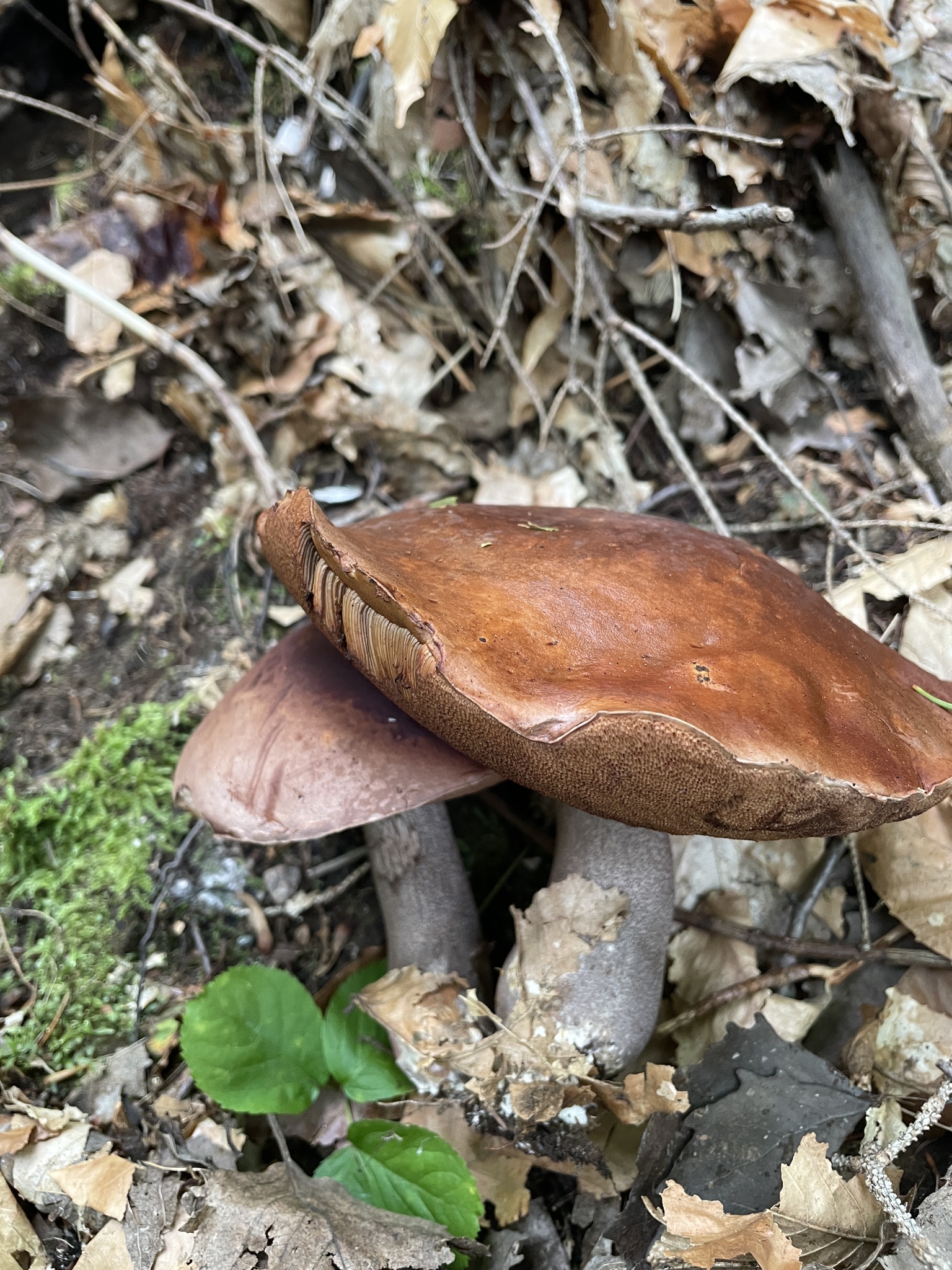 Sutorius eximius (Peck) Halling, Nuhn & Osmundson