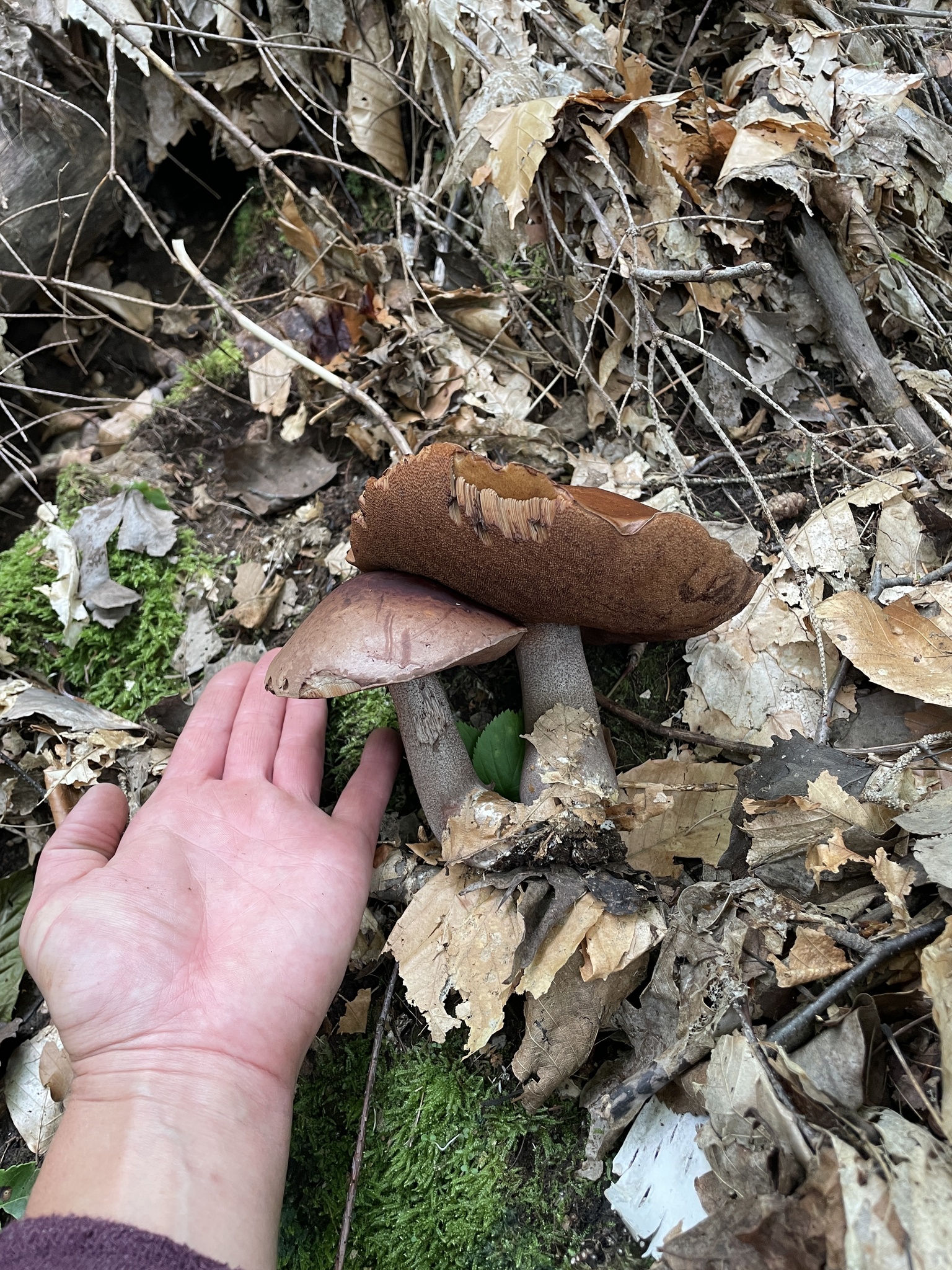 Sutorius eximius (Peck) Halling, Nuhn & Osmundson