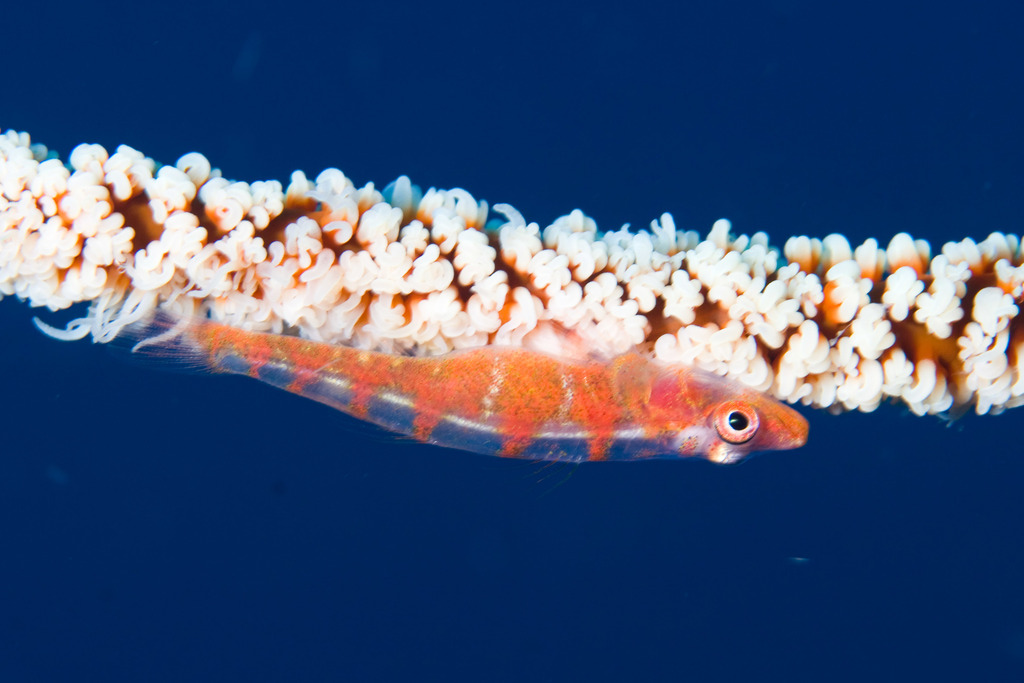Large Whipgoby (Bryaninops amplus) - Marine Life Identification