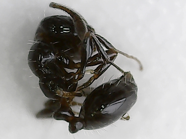 Monomorium minimum from Upper Canal, Indianapolis, IN 46202, USA on ...