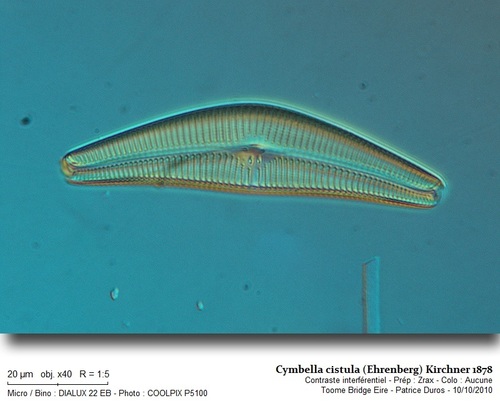 Cymbella cistula · iNaturalist United Kingdom