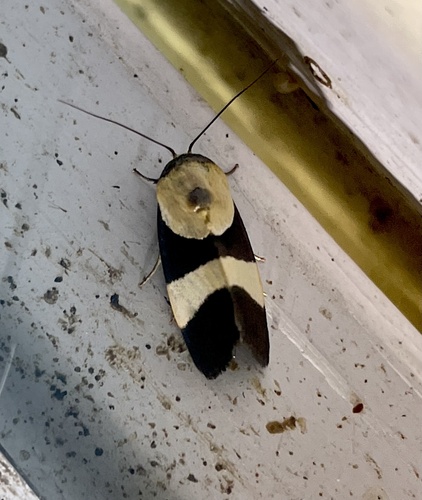 Neonegeta purpurea · iNaturalist