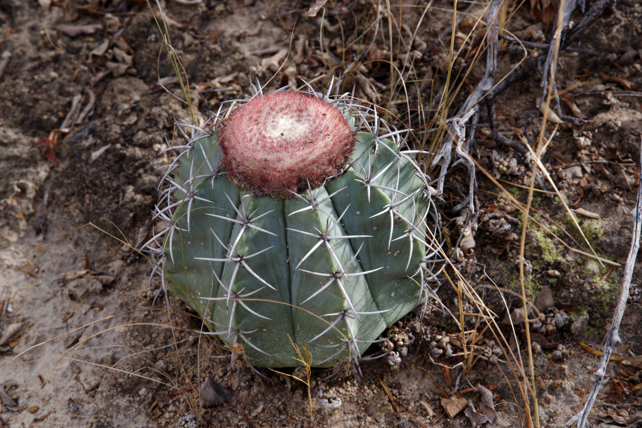 Melocactus concinnus Buining & Brederoo