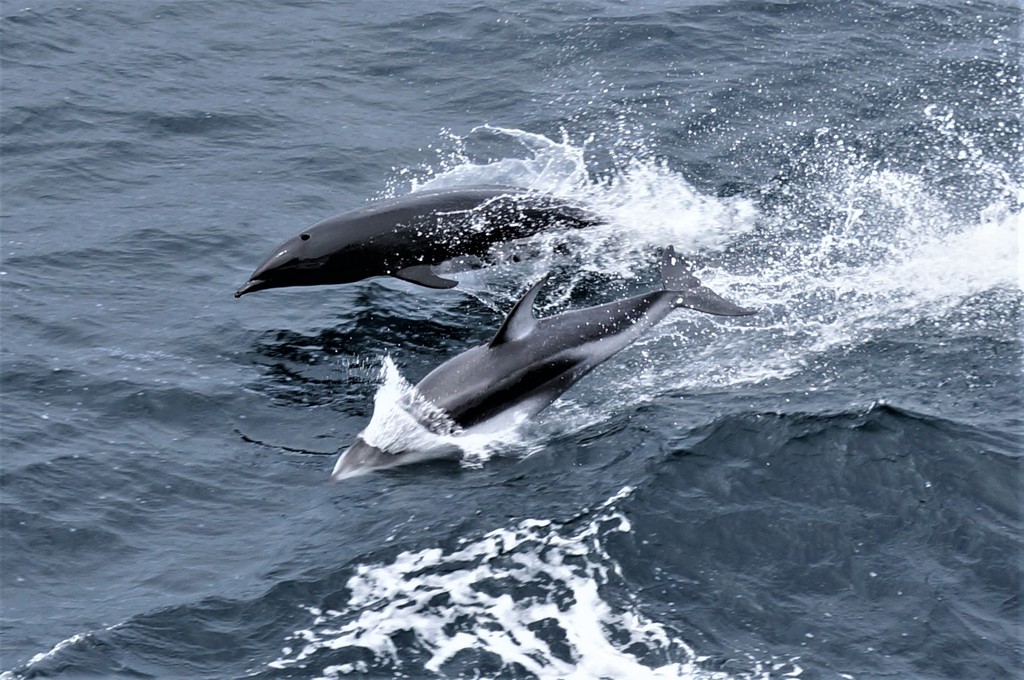 Northern Right Whale Dolphin (Lissodelphis borealis) - Know Your Mammals