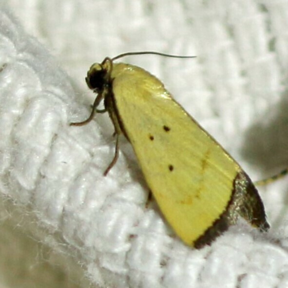 Black-bordered Lemon Moth from Green Valley, AZ, USA on July 25, 2022 ...