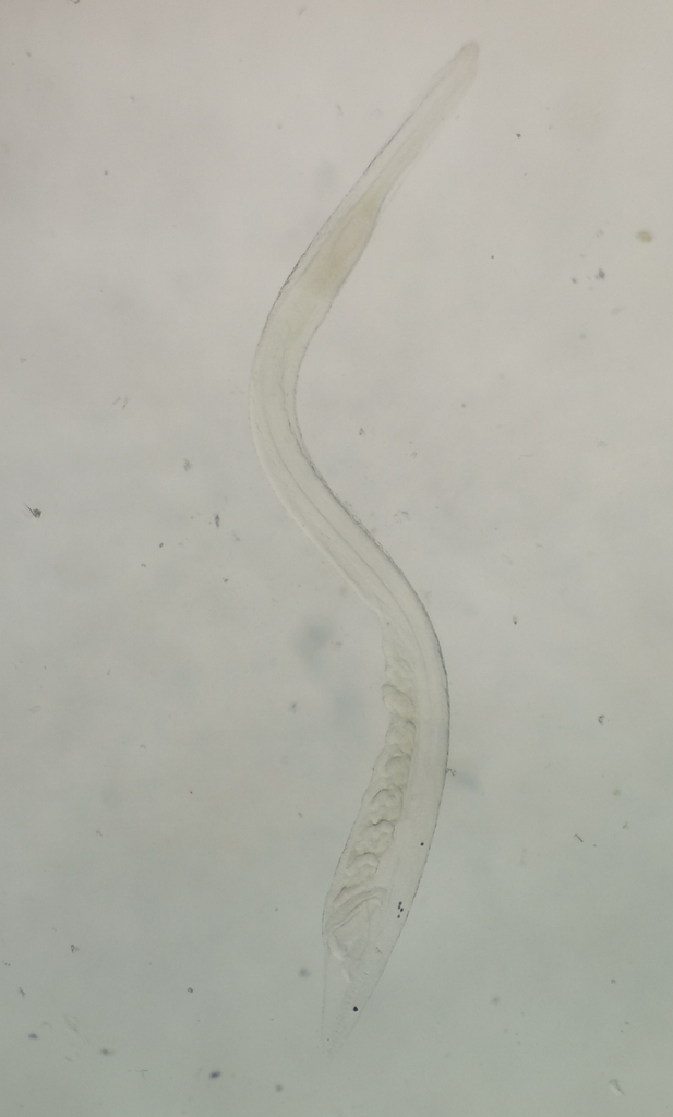 European Lancelet from Skjærhalden, Norway on July 25, 2022 at 03:15 PM ...