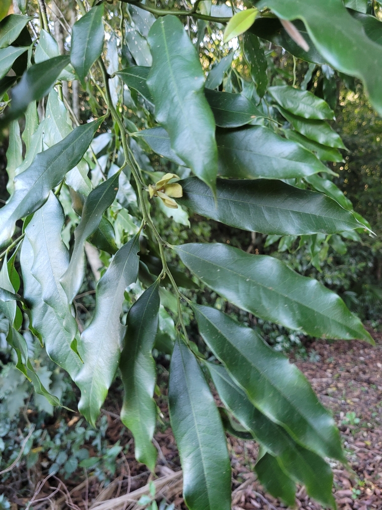 (Guatteria australis) - Botanical Realm