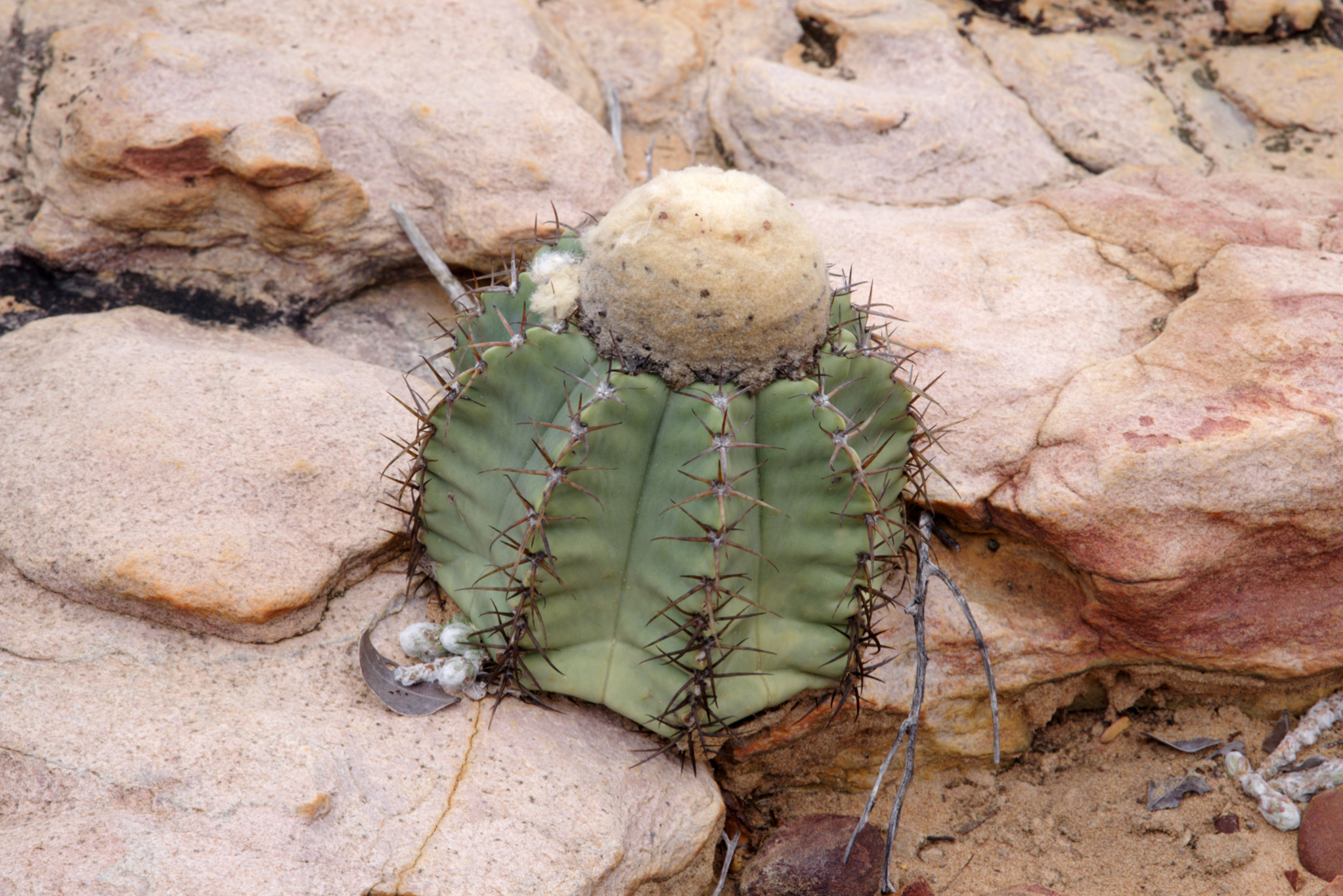 Melocactus glaucescens Buining & Brederoo