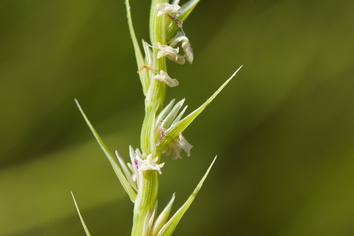 Genus Lepturus · iNaturalist