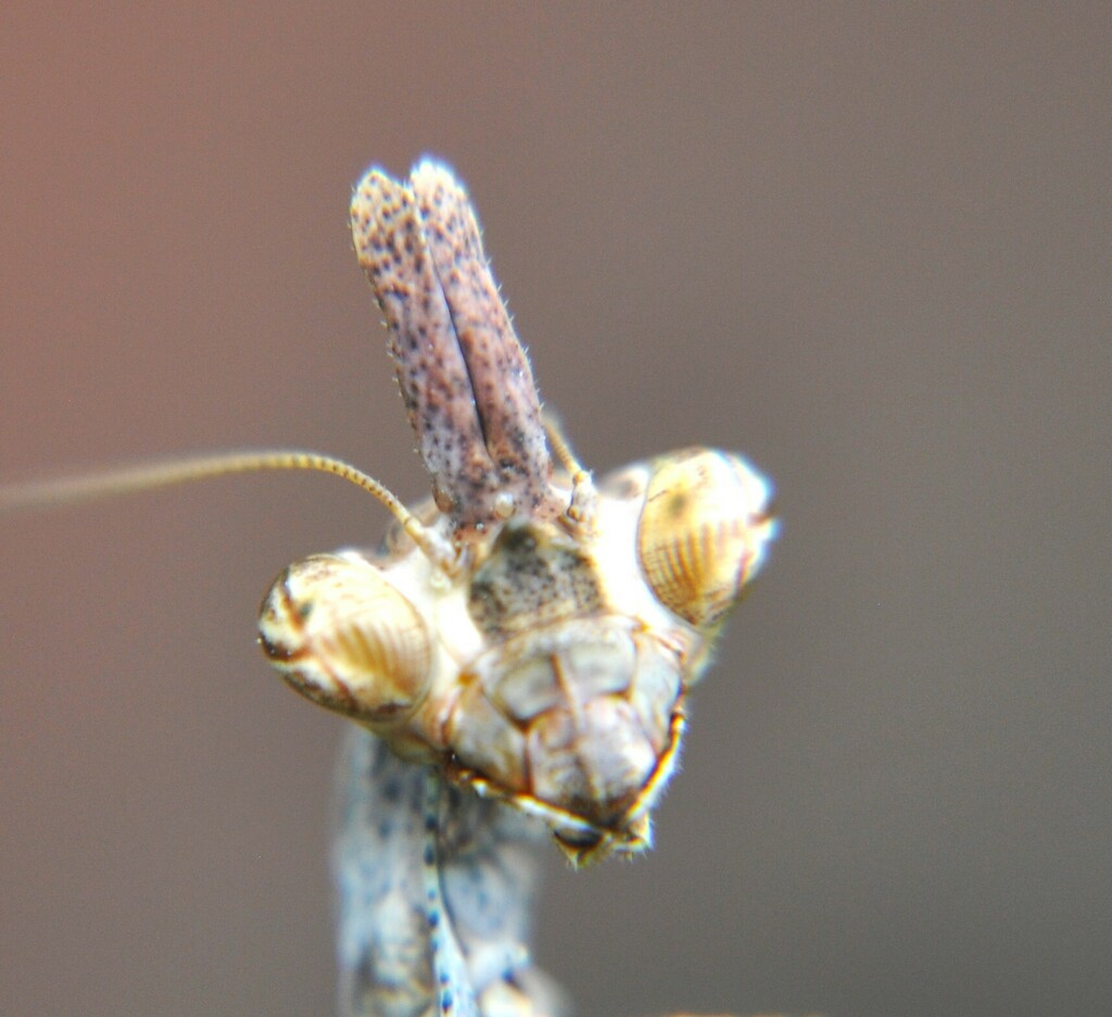 Pseudovates longicollis (Mantises of North America) · iNaturalist