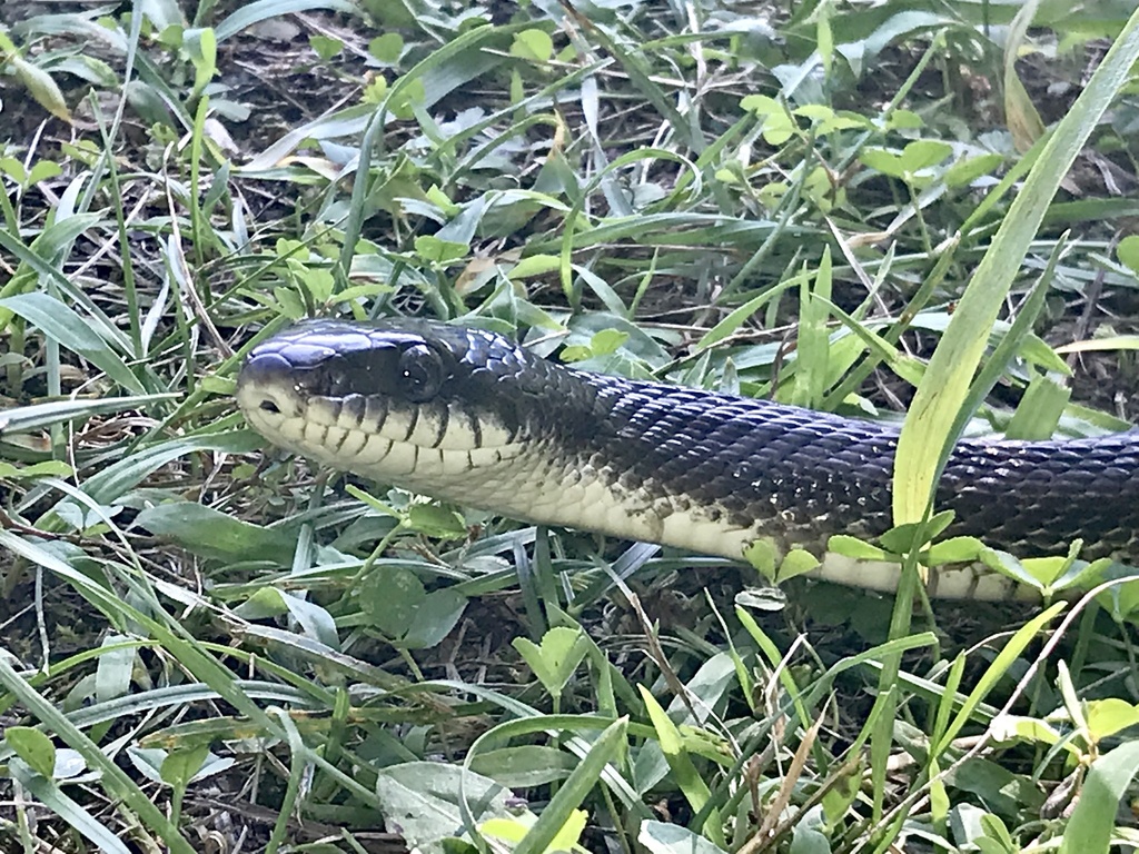 Gray Ratsnake from Daniel Boone National Forest, Frenchburg, KY, US on ...