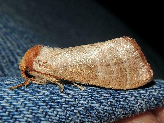 Walnut Caterpillar Moth in July 2022 by privatenoaccess · iNaturalist