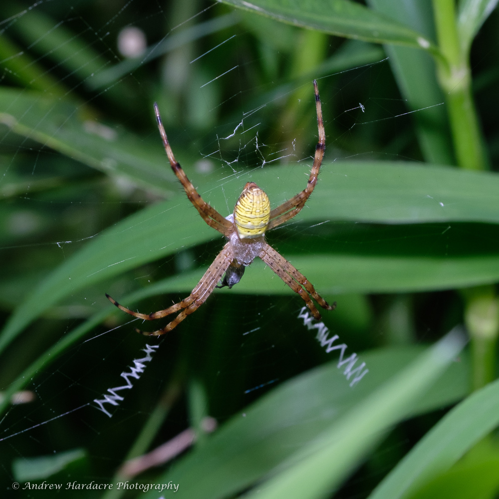 Oval Saint Andrew's Cross Spider (SPIDERS OF SRI LANKA) · iNaturalist