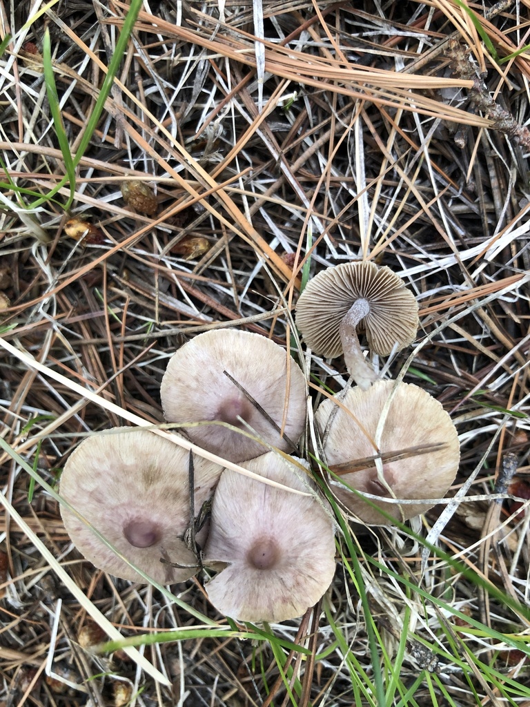 Inocybe lilacina in July 2022 by pinonbistro. Grassy soil under spruce ...