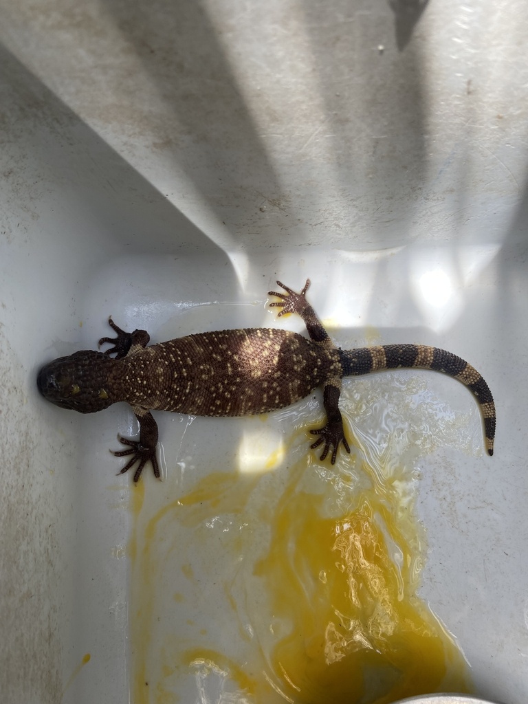 Beaded Lizard in July 2022 by davidguajardo · iNaturalist