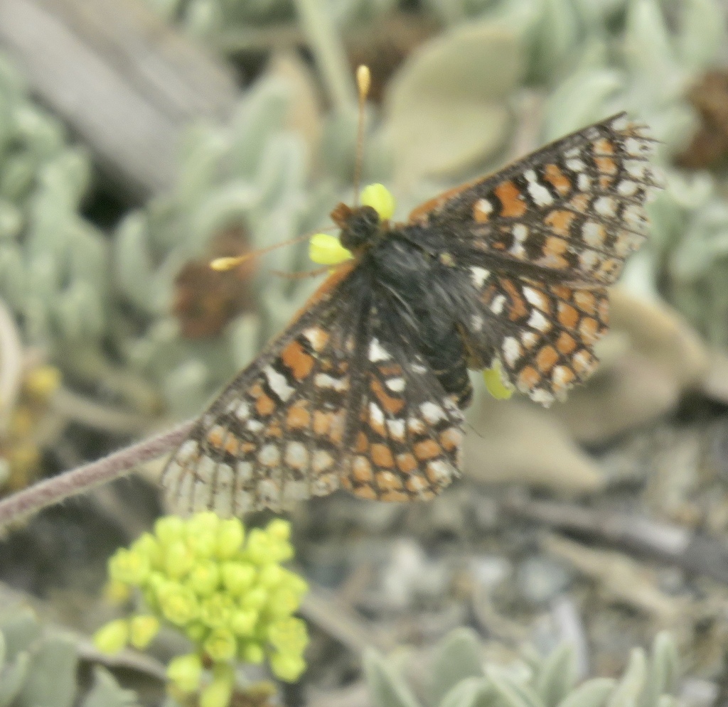 Edith's Checkerspot from Saddlebag Lake, California 93541, USA on July ...