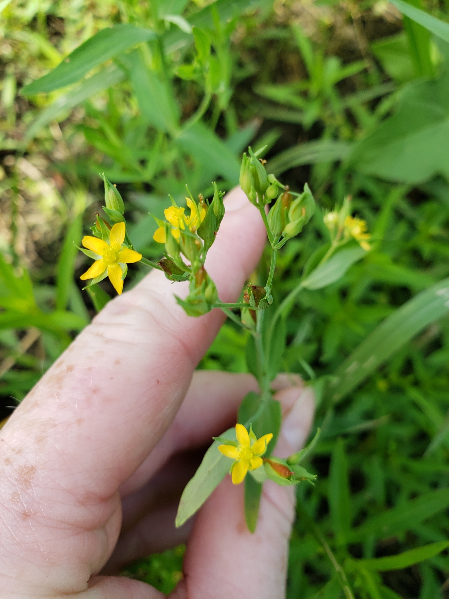 Hypericum majus (A.Gray) Britton