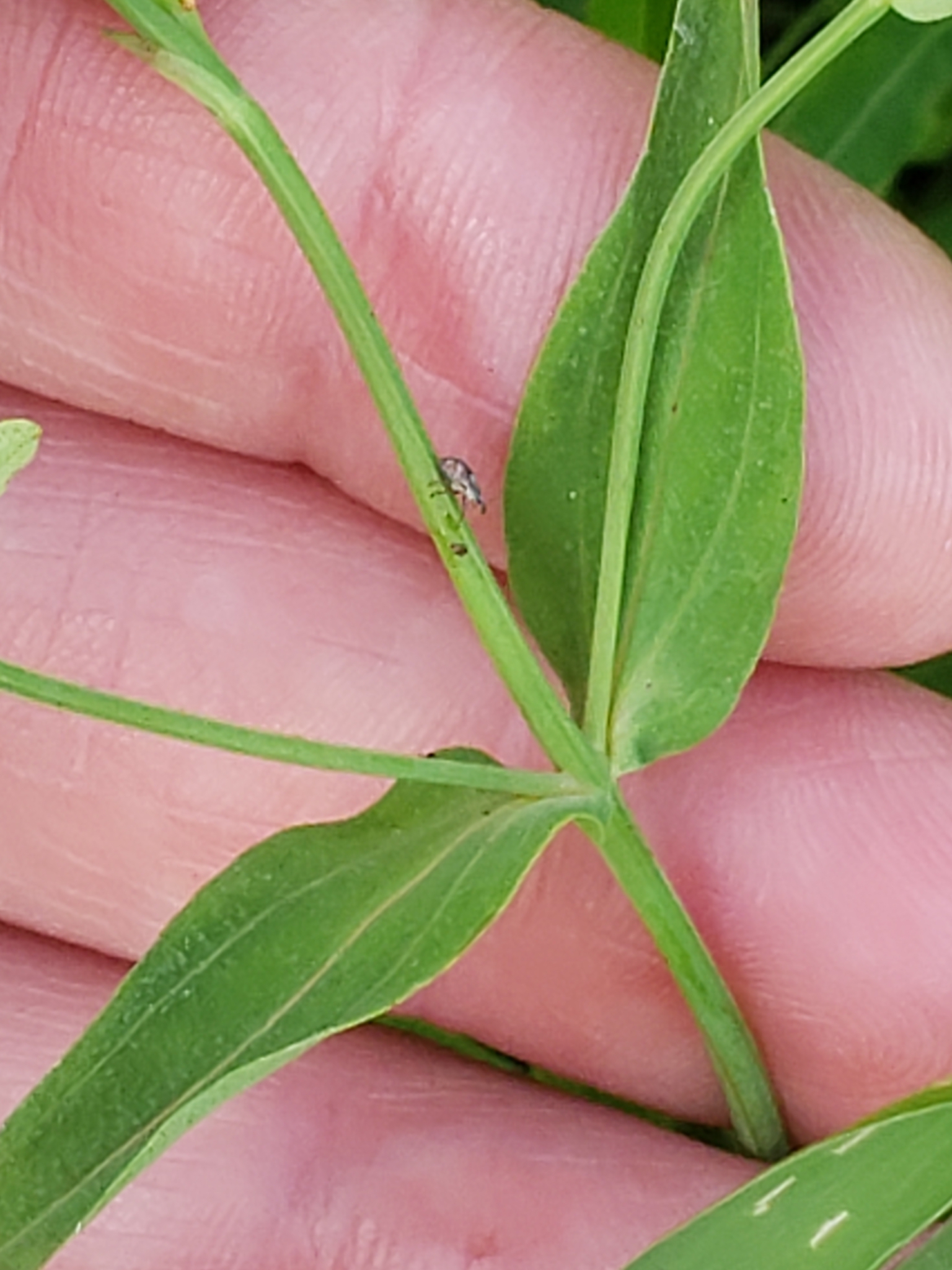 Hypericum majus (A.Gray) Britton
