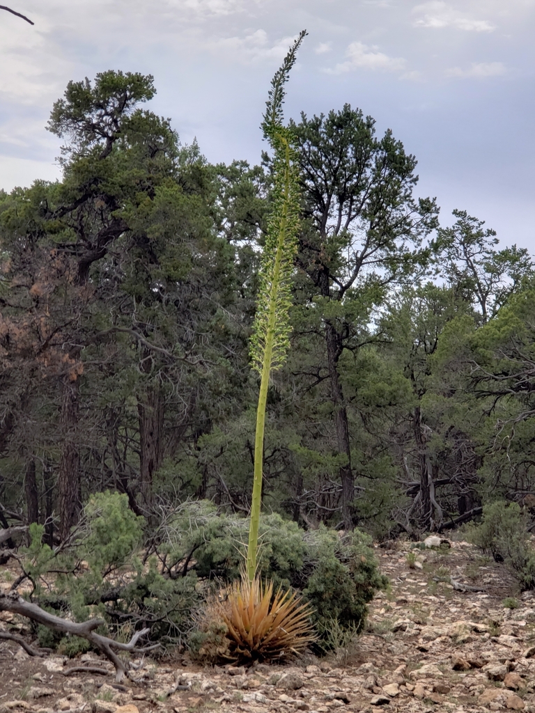 Kaibab agave in July 2022 by Gavin Bunn · iNaturalist