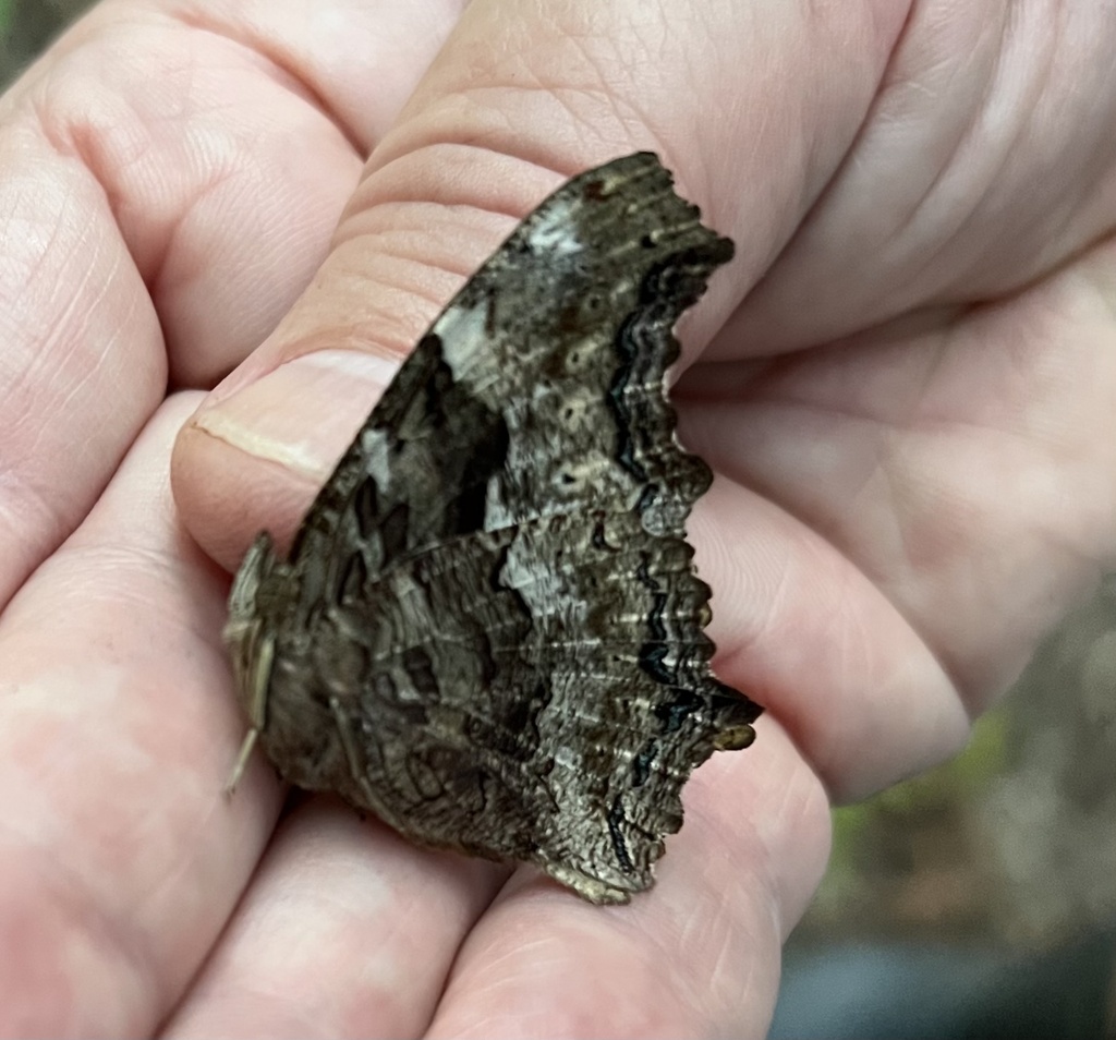 Compton Tortoiseshell from Spruce St, Saugeen Shores, ON, CA on July 26 ...
