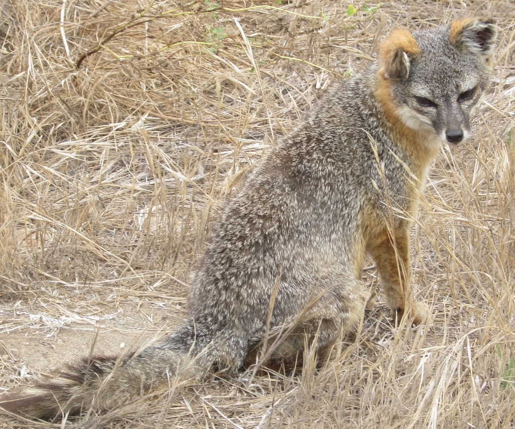 Island Fox (Urocyon littoralis) - Know Your Mammals