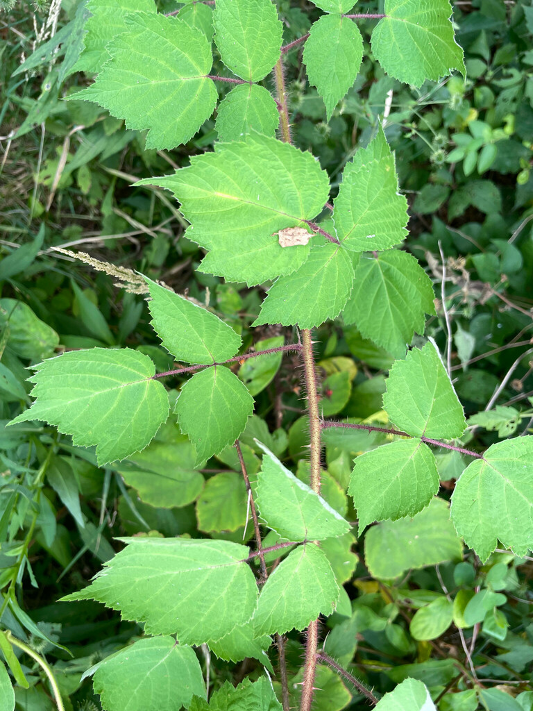 wineberry in July 2022 by johnbotany · iNaturalist