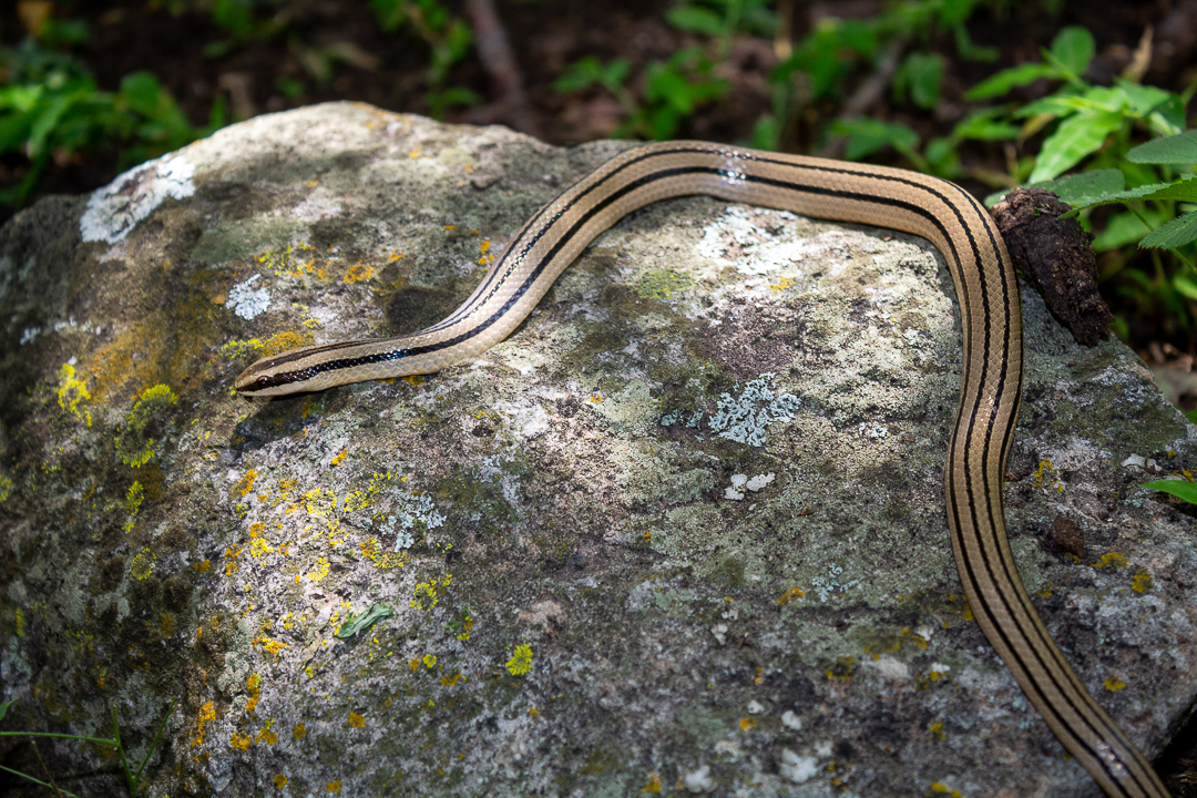 Conophis vittatus Peters, 1860