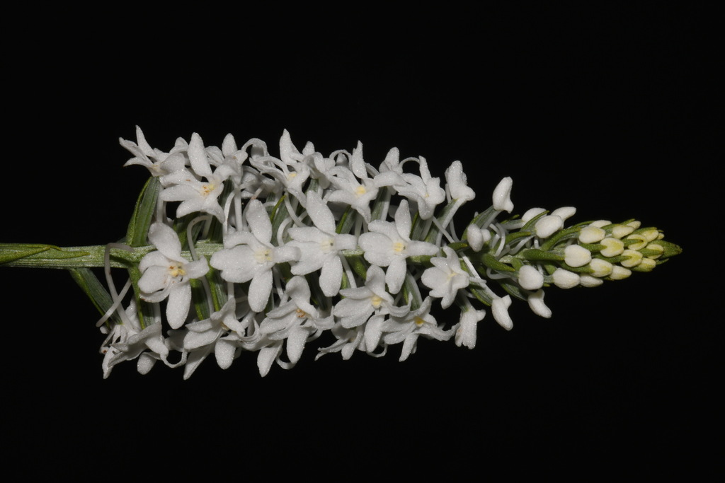 Snowy Orchid in July 2022 by Brian Finzel · iNaturalist