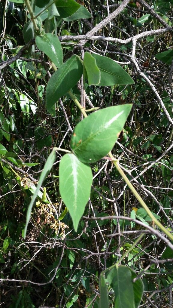 Silverleaf Desmodium in February 2016 by PeterCopping · iNaturalist