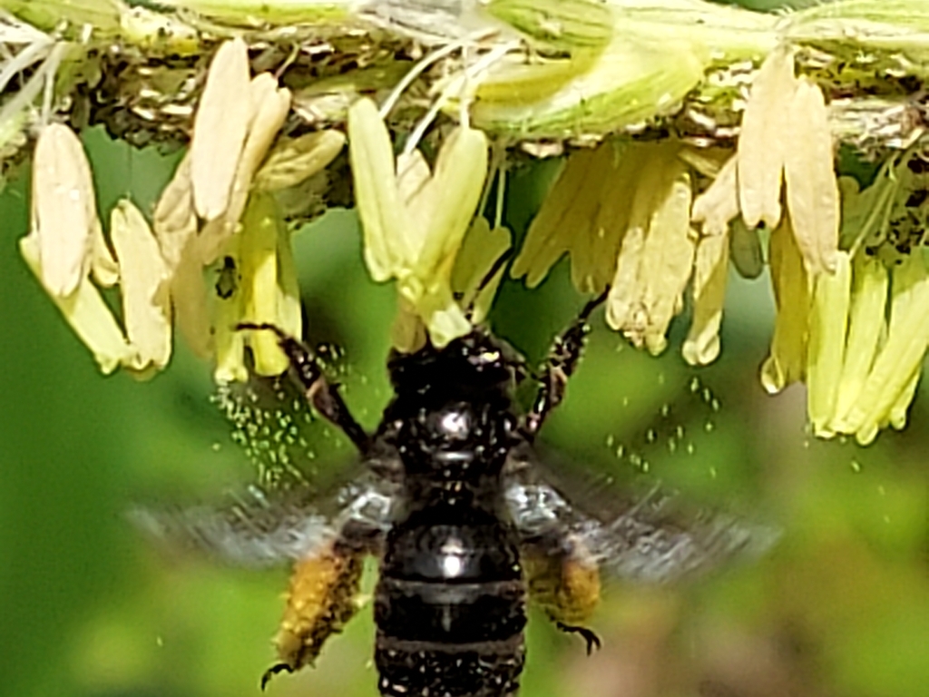 Two-spotted Longhorn Bee from 10768 Loop Road on July 26, 2022 at 11:05 ...