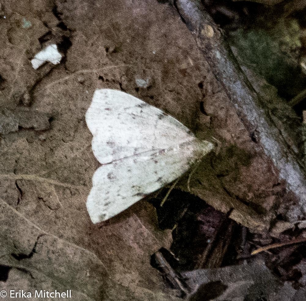 Fan-foot Moths from Washington, Vermont, United States on July 21, 2018 ...