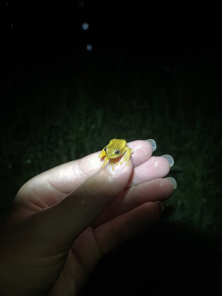 Yellow Tree Frog from Puntarenas, CR on July 26, 2022 at 07:58 PM by ...