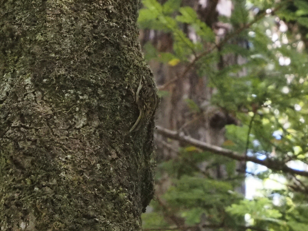 Brown Creeper from Santa Cruz County, CA on July 26, 2022 at 02:09 PM ...