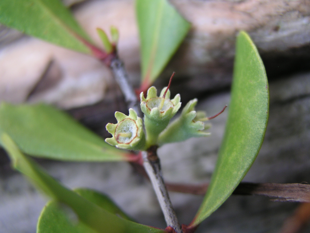 myrtle mangrove (Osbornia octodonta) - Botanical Realm