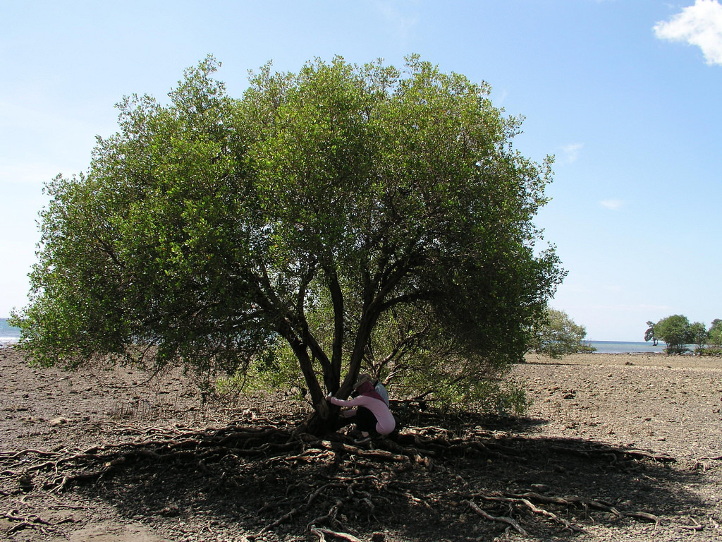 myrtle mangrove (Osbornia octodonta) - Botanical Realm