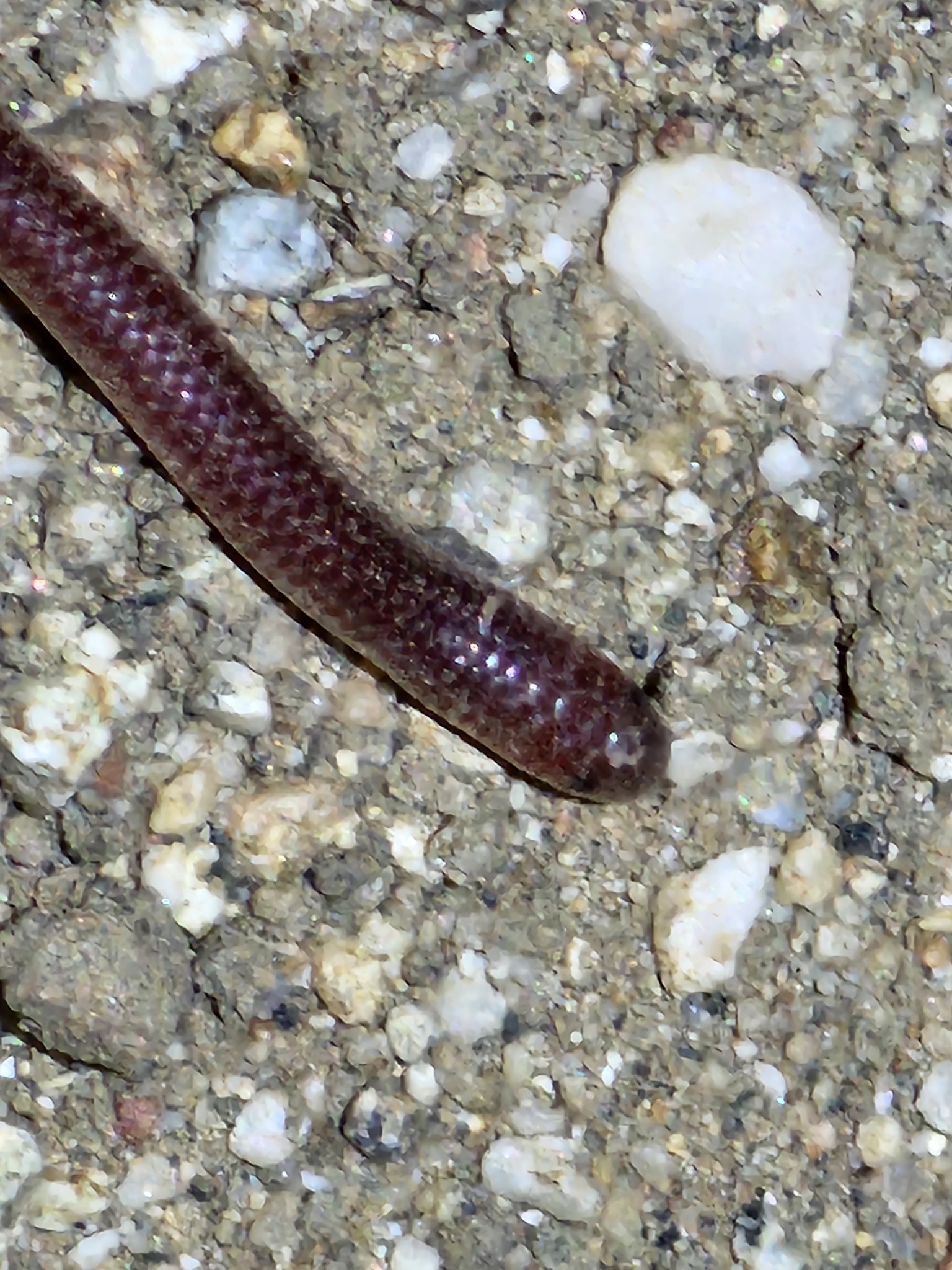 Rena humilis humilis