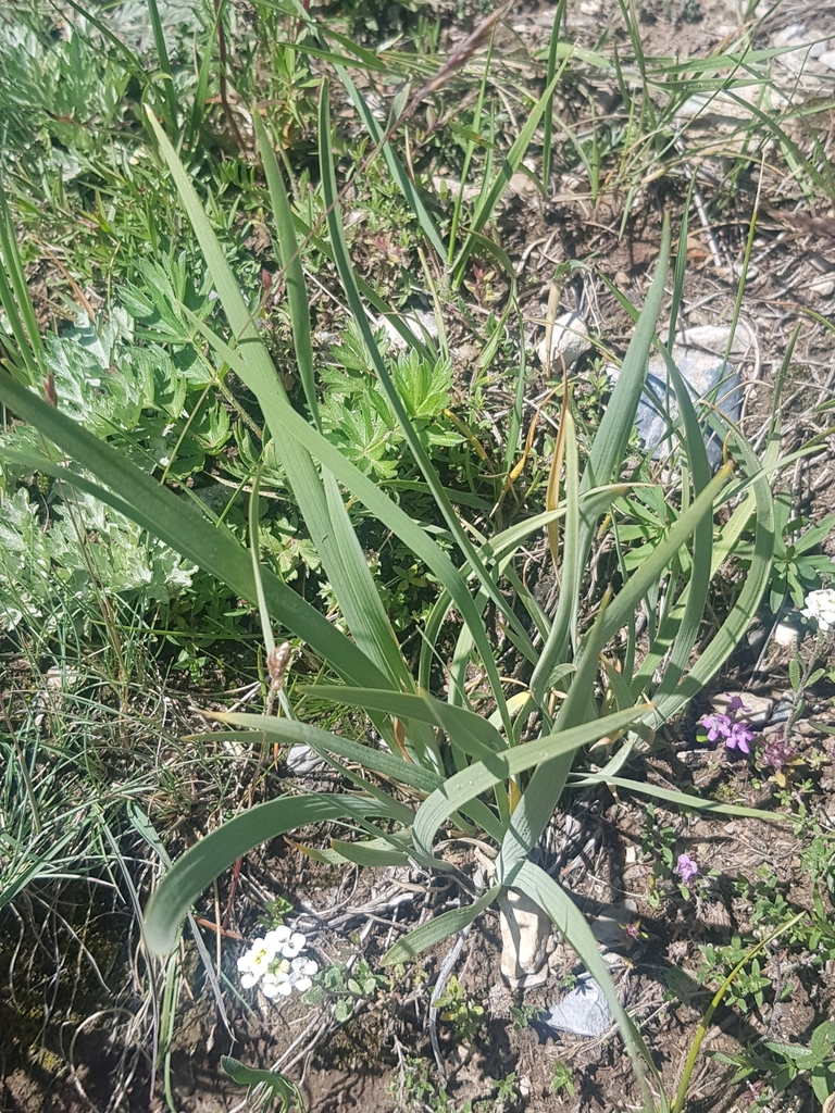 Iris lactea from Khatgal, Khovsgol lake, Hövsgöl, Mongolia on July 17 ...