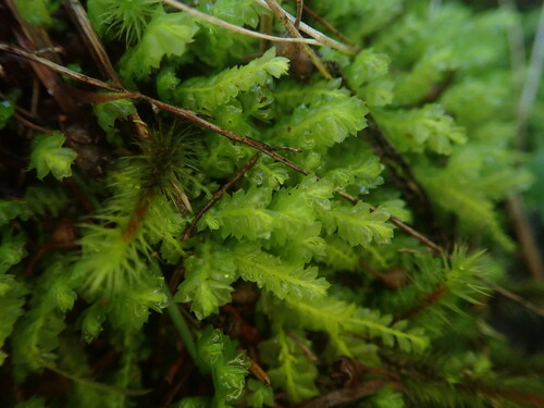 Variety Acrobolbus tenellus tenellus · iNaturalist