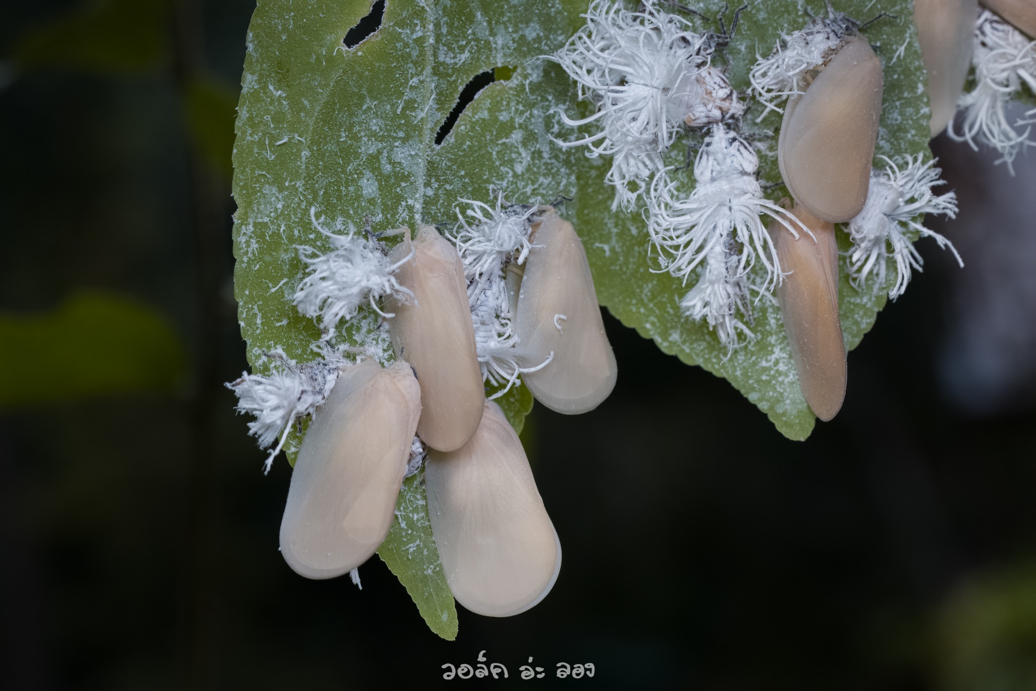 Flatida intacta (Walker, 1851)