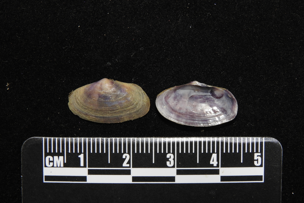 Gari radiata from 中国广东省深圳市龙岗区 on February 16, 2022 at 12:29 PM by 红膝 ...