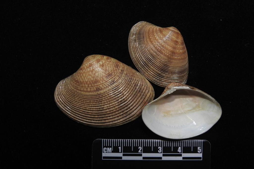 Paphia schnelliana from 中国广东省惠州市惠阳区 on January 19, 2022 by 红膝 · iNaturalist