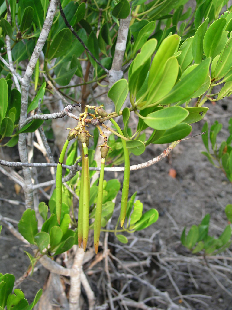 smooth-fruited yellow mangrove (Ceriops australis) - Botanical Realm