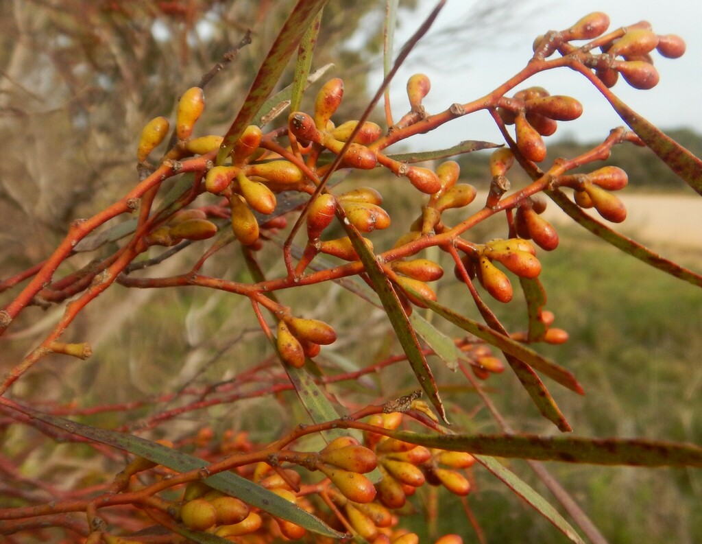 Slender-leaf Mallee (Eucalyptus leptophylla) - Botanical Realm