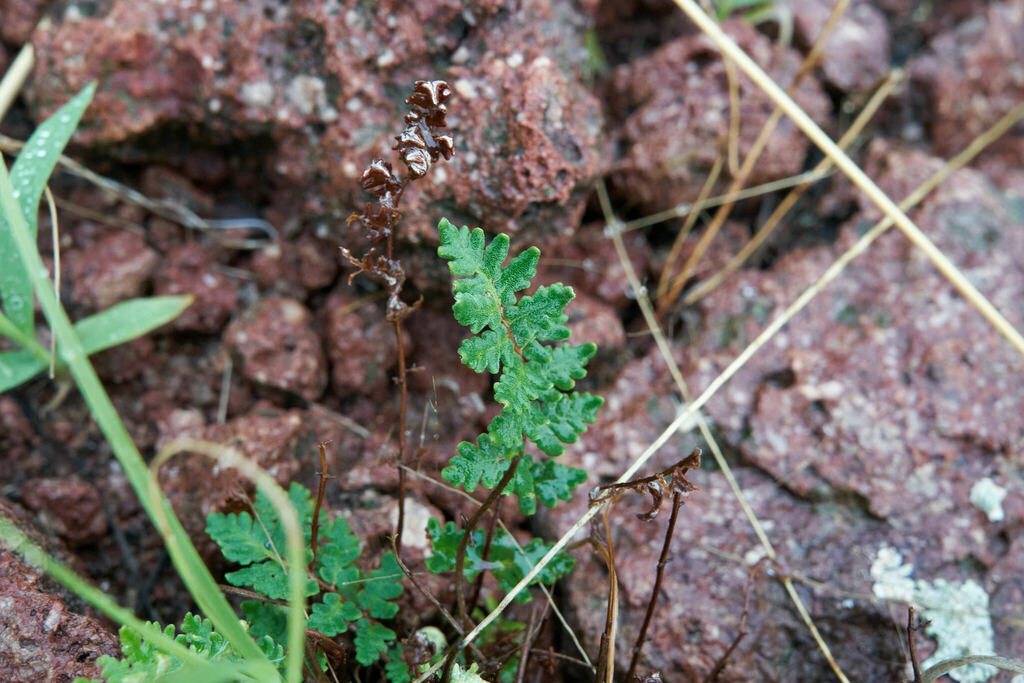 lip fern subfamily from Santa Cruz County, AZ, USA on July 24, 2022 at ...