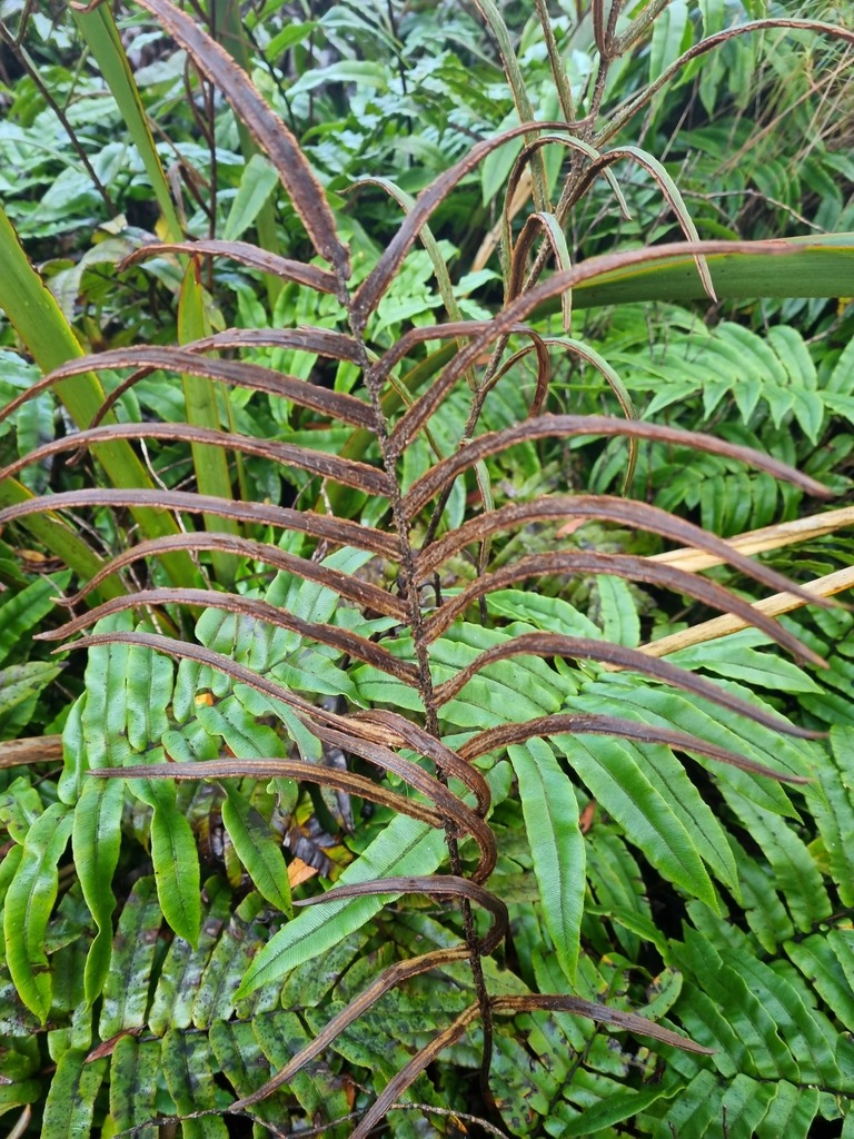 Small kiokio from Bald Cone, Port Pegasus, Stewart Island on July 19 ...