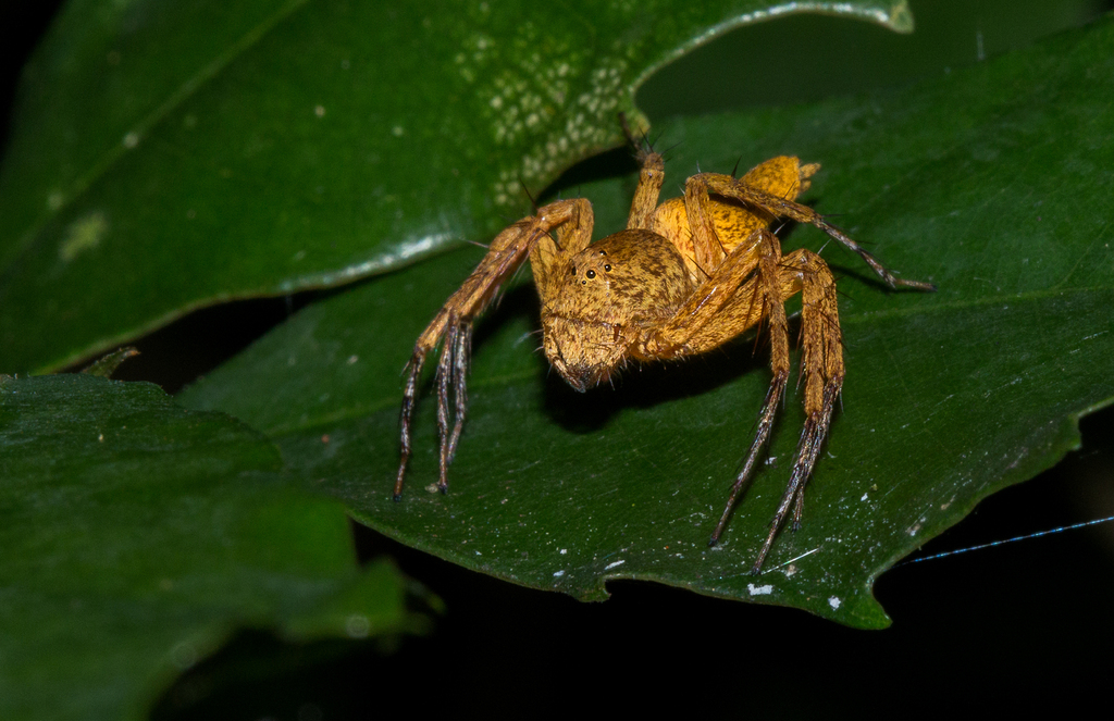Grass lynx spiders from Inhamitanga Forest, Cheringoma, Mozambique on ...