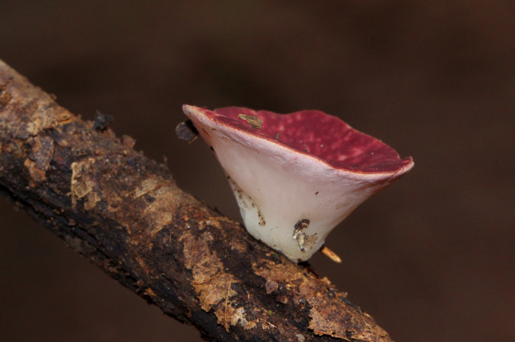 Phillipsia from Inhamitanga Forest, Cheringoma, Mozambique on March 28 ...