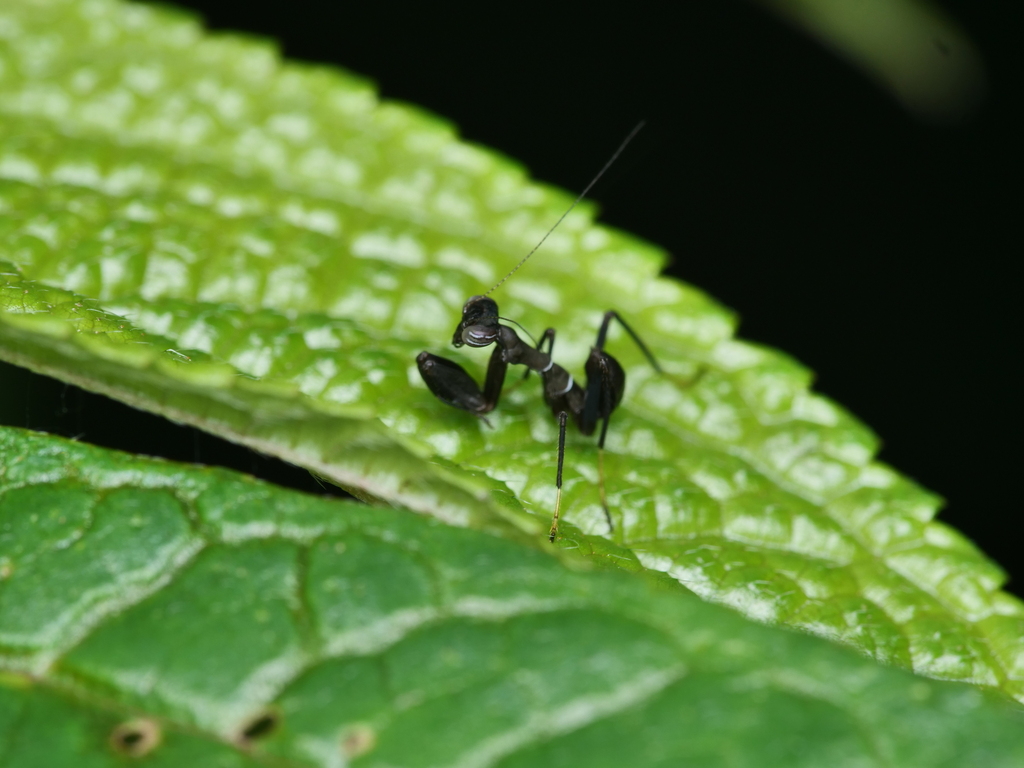 Typical Flower Mantises from 台灣新竹縣 on October 3, 2021 at 02:09 PM by ...